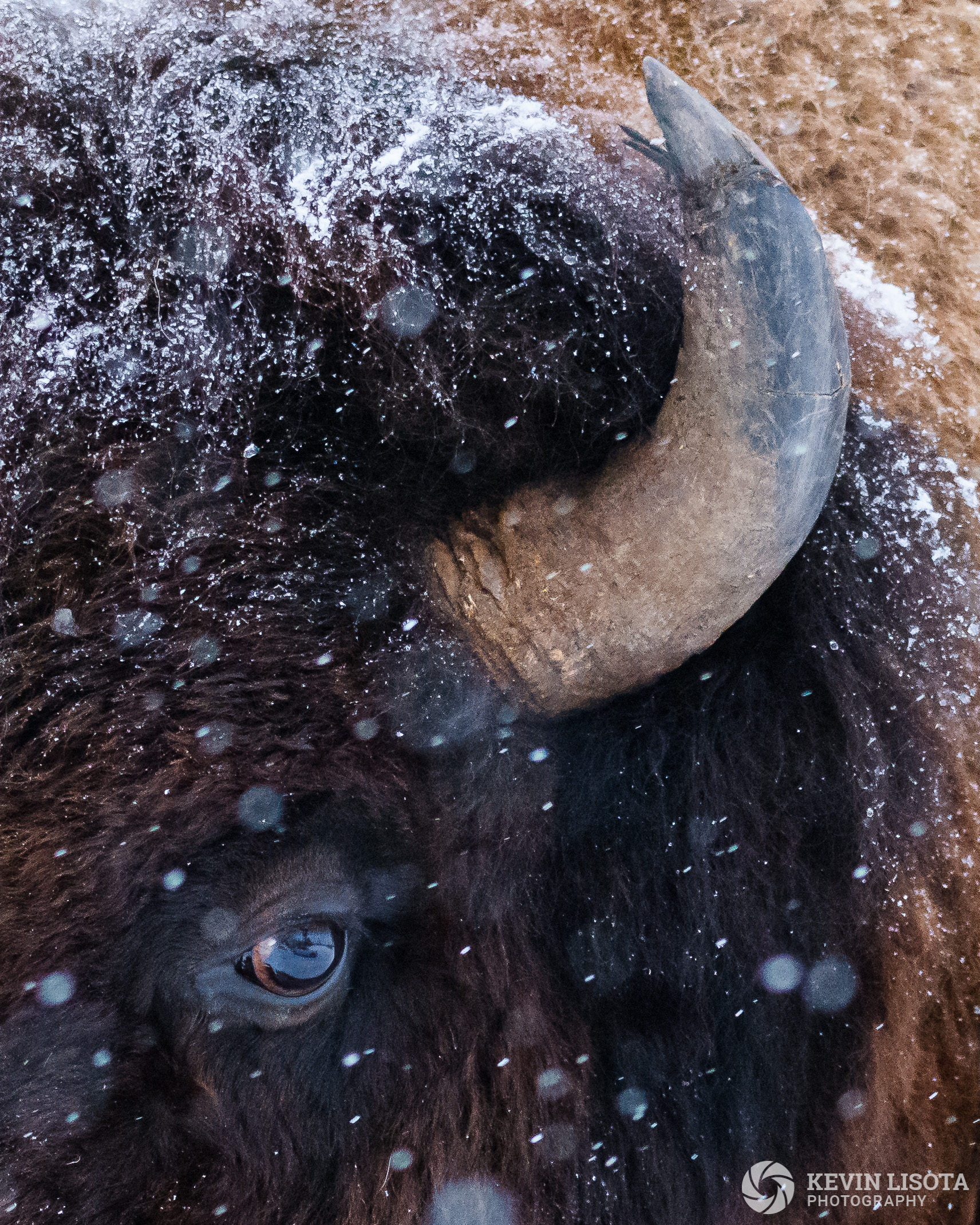 The wildlife of Yellowstone National Park in winter – Kevin Lisota ...