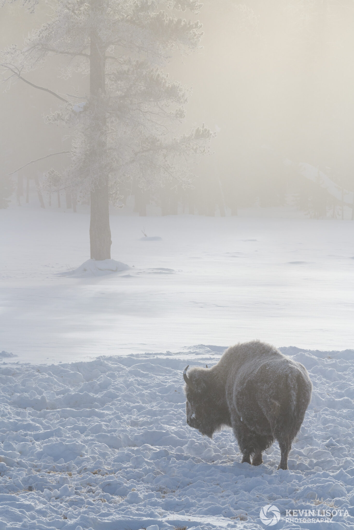 The wildlife of Yellowstone National Park in winter – Kevin Lisota ...