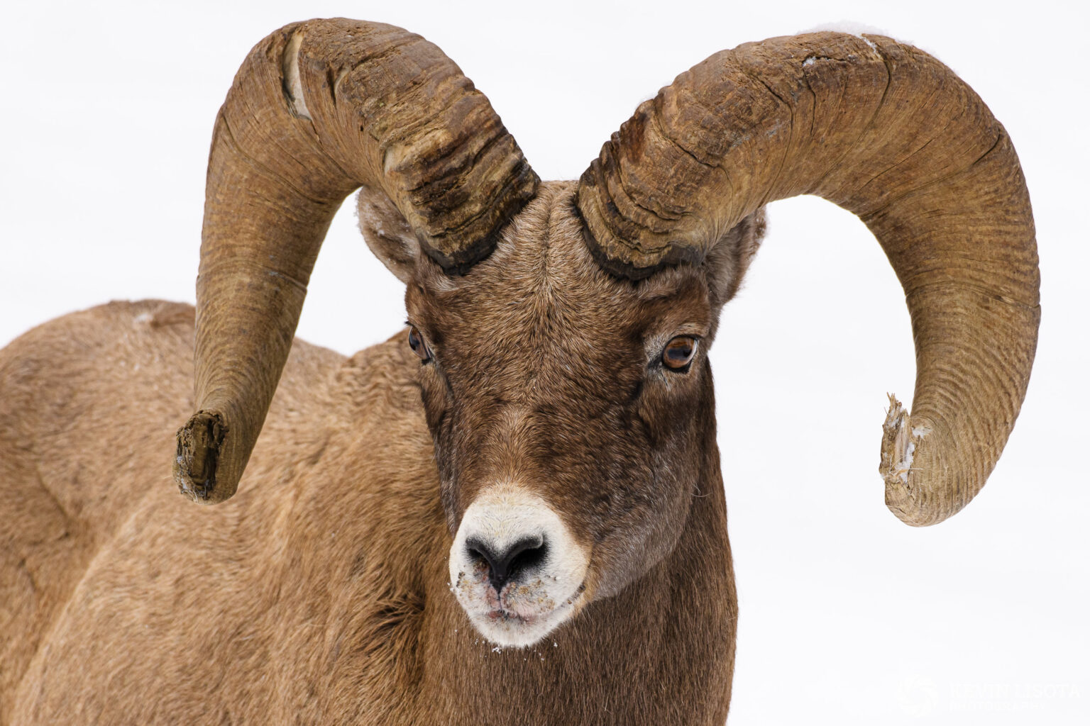 How to keep photographs of groups of animals in focus using aperture ...